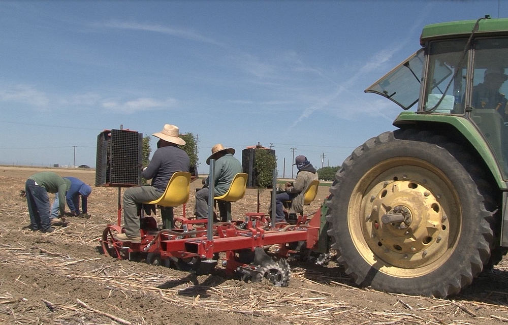 California: Farmers look to automate transplanting - Tomato News