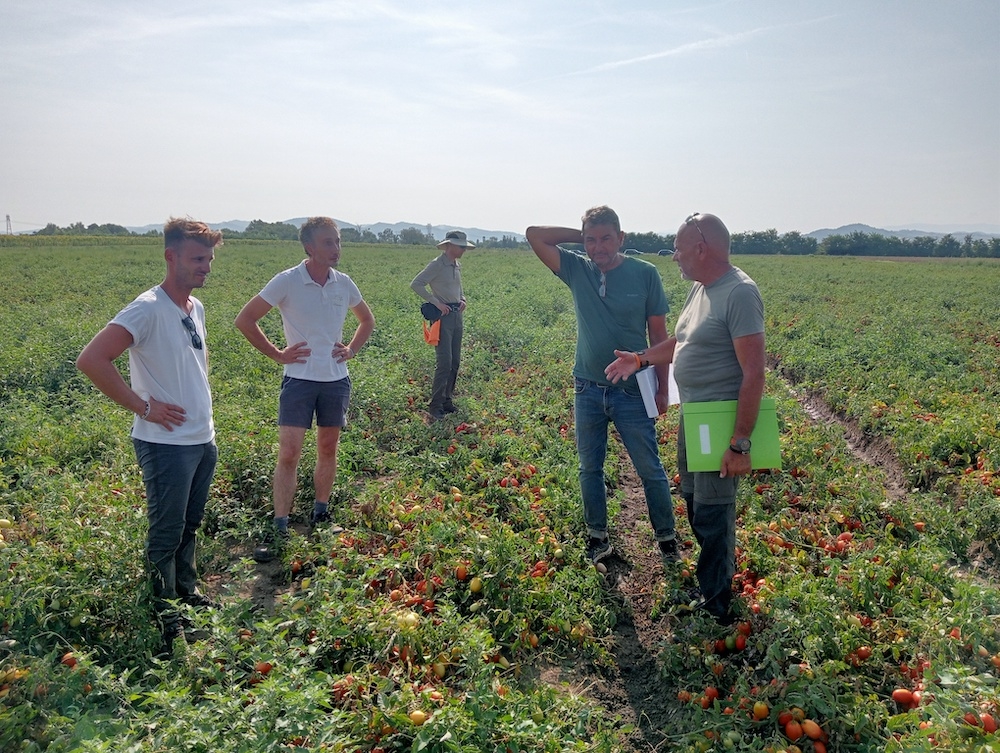 Seeds: the Italian branch of Lark Seeds International is born - Tomato News