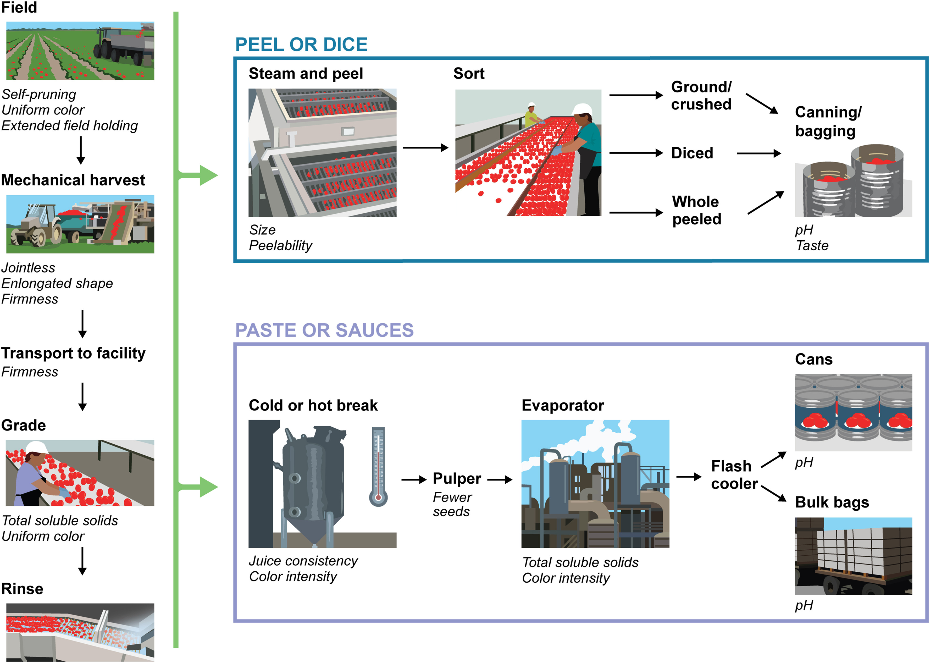 Research: Genetic basis of fruit quality traits in processing tomatoes ...