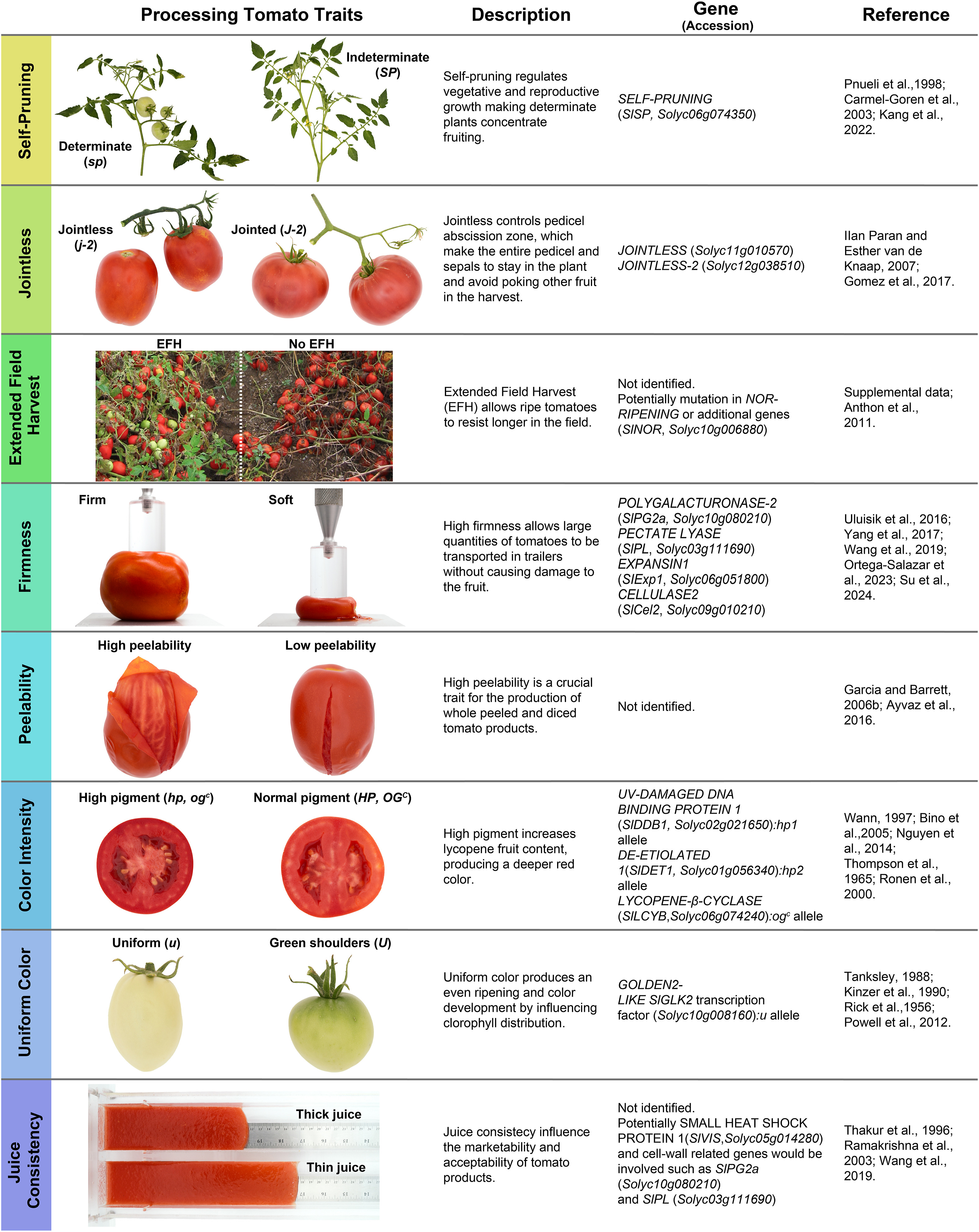 Research: Genetic basis of fruit quality traits in processing tomatoes ...